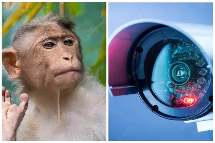 दुकान मालिक ने निगरानी के लिए लगाये थे CCTV, बंदर ने कर लिये सारे चोरी ...