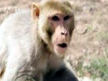 बंदर ने सड़क पर फेंका जहर का पैकेट: चूरन समझ गली में खेल रहे तीन बच्चों ...